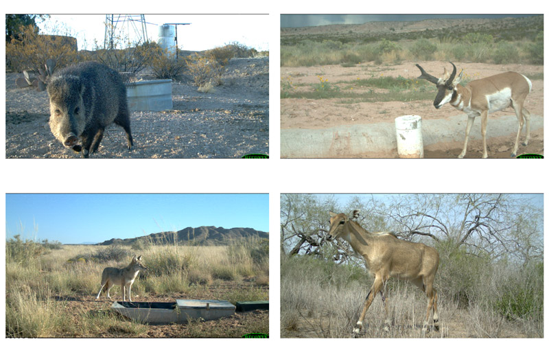 An Experiment in Deep Learning with Wild Animal Trail Camera Data ...